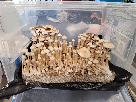 Rare Spores Uncovering The Lore