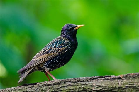 Bird Bird Mathias Appel Flickr