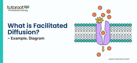 What Is Facilitated Diffusion Example Diagram