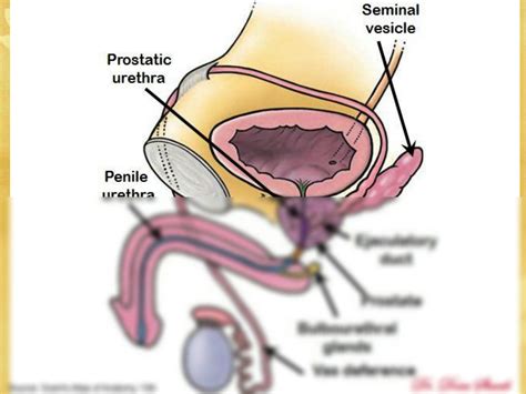 SOLUTION Development Of Urogenital System Studypool