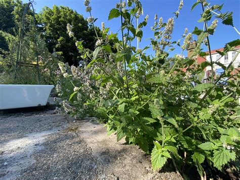 17 Planting Catnip Seeds Chapters Blog