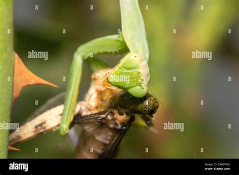 Giant Praying Mantis Eating Bird