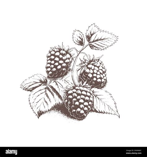 Raspberry Plant Drawing At Natalie Axon Blog