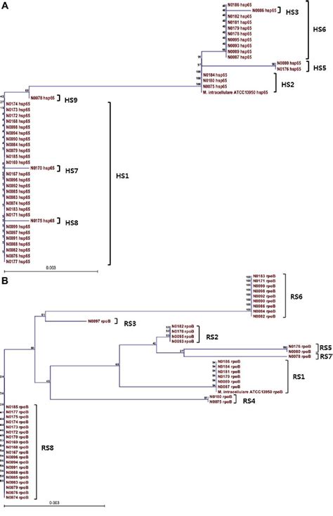 Table 1 From Molecular Typing Of Mycobacterium Intracellulare Using Pulsed Field Gel
