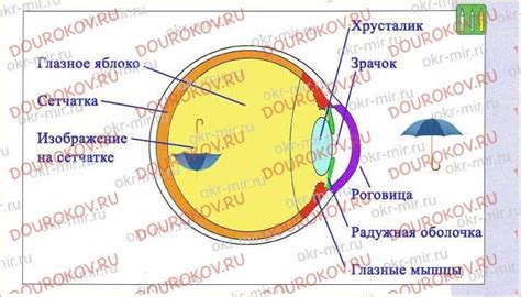 Тема 10 Окна в окружающий мир Страницы 17 18 Рабочая тетрадь по окружающему миру Человек и