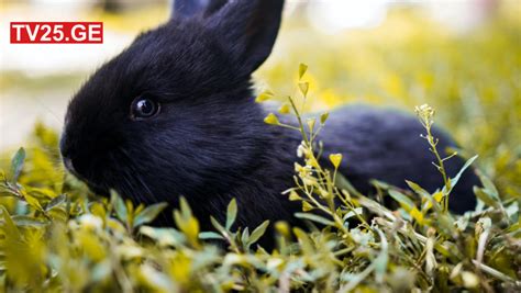 როგორი იქნება შავი კურდღლის წელი სხვადასხვა ნიშნისთვის და რა უნდა