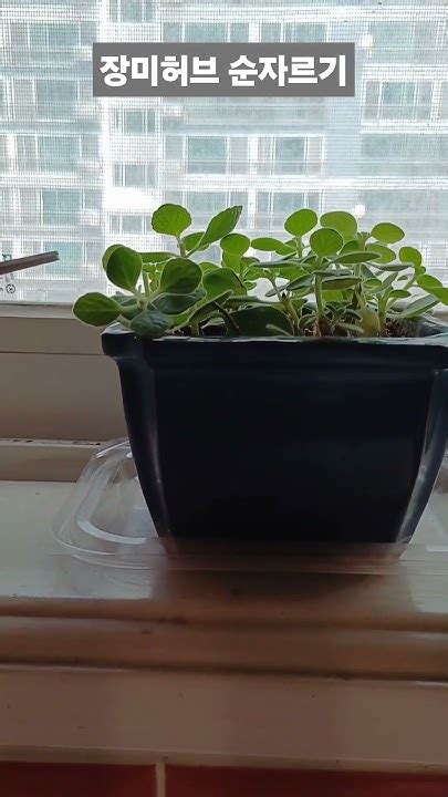 장미허브 새순 자르기 로즈마리 삽목 Plants 삭소롬 Gardening 장미허브 Nature 여름휴가 Youtube