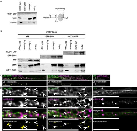 Ncdn Does Not Co Purify With Snrnps While Ncdn And Smn Interact With