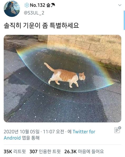 그냥 웃기고 엉뚱한 고양이 짤 모음 인스티즈 Instiz 이슈 카테고리