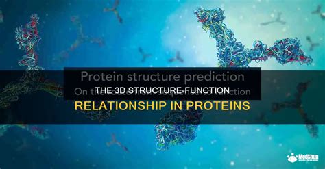 The 3d Structure Function Relationship In Proteins Medshun