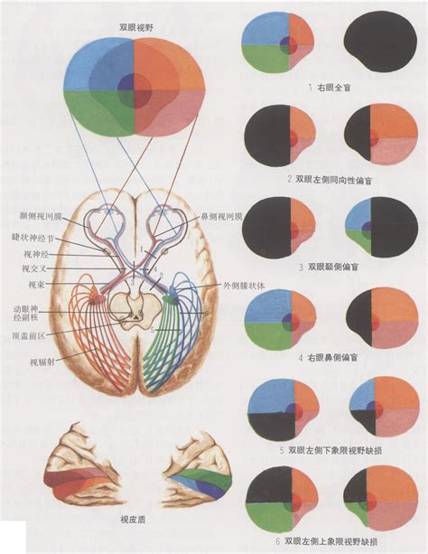 图1 43 视觉传导路 临床解剖学