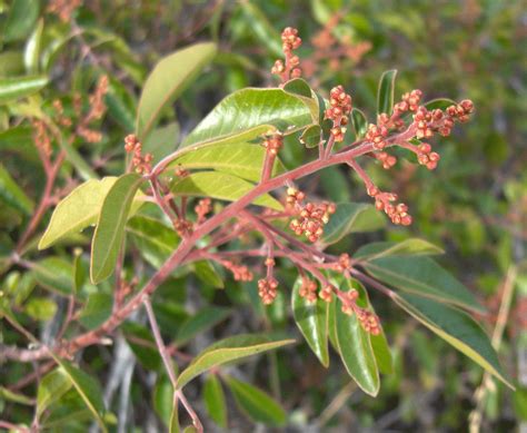 Sumac Trees And Shrubs Information
