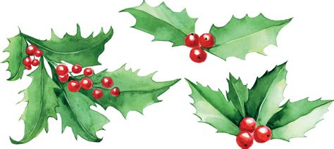 Watercolor Set Collection Of Christmas Holly Leaves Green Leaves And Red Holly Berries