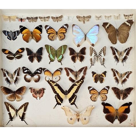 A Large 19th Century And Later Scientific Entomology Butterfly