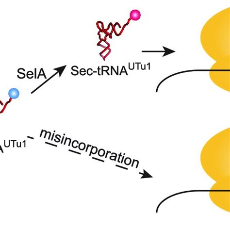 Ef Tu Driven Selenocysteine Incorporation A Cloverleaf Structures Of Download Scientific