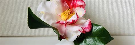 Midori Kamiya Midorikamiya Twitter