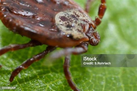 또한 화려한 암소 진드기 화려한 개 진드기 초원 진드기 습지 진드기로 알려진 기생 Dermacentor 망상성의 슈퍼 매크로