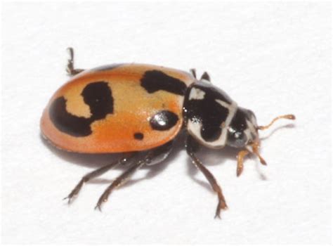 Coccinellidae Parenthesis Lady Beetle Lateral Hippodamia