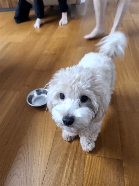 강아지 항문낭 짜기 팁 항문부음 똥꼬스키 예방 적정 주기는 네이버 블로그