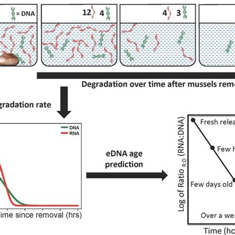 Schematic Of Experimental Design In Which The Degradation Rates Of Download Scientific Diagram