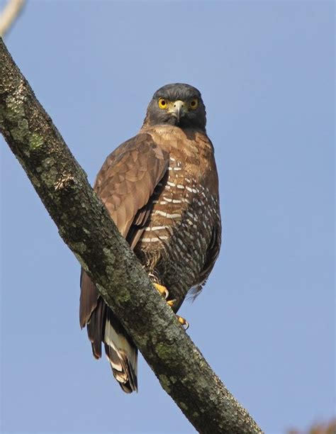 Sulawesi Serpent Eagle In Gunung Ambang Sulawesi Indonesia