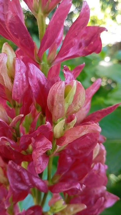 මොනවද මේ මල් ජාතිය කියලා පුලුවන් නම් Comment එකක් දාන්න 🪻🤔🥰♥️ Trendingshorts Viralshorts