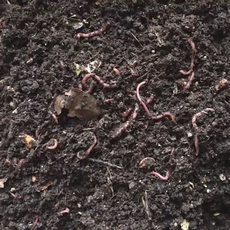 Basic Worm Factory Worm Composting System Gurneys Seed And Nursery Co