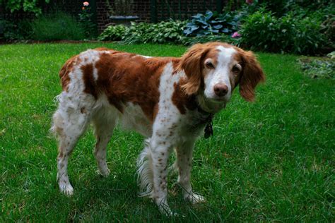 Brittany Dog Breed Information Pictures And More