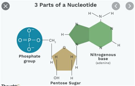 Kap 13 Dna Replikation Flashcards Quizlet
