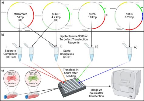 Schematic Of Dna Vectors Conditions And Experimental Design For This Download Scientific