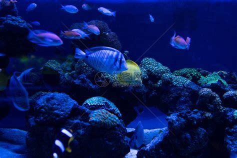 鱼在蓝色灯光的水族馆里游泳高清图片下载 正版图片503456575 摄图网