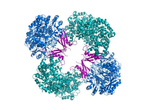 Pyruvate Carboxylase
