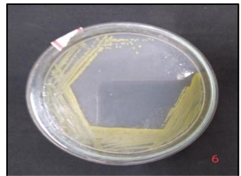 Pr 6 Identified As Micrococcus Luteus Fig 5 Pr 3 Identified