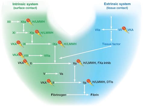 Coagulation Cascade Targets For Antithrombotic Intervention Notes Download Scientific