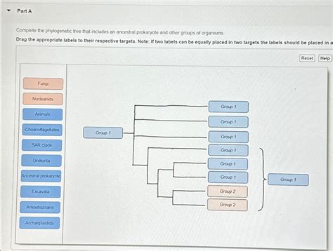Solved Part Acomplete The Phylogenetic Tree That Includes An