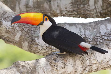 Toco Toucan Ramphastos Toco Avian Discovery