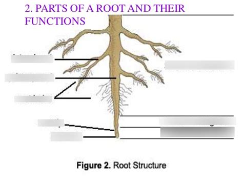 roots part 2 diagram quizlet