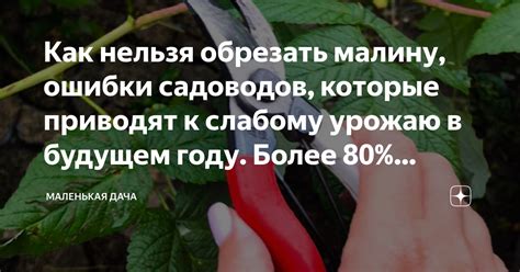 Как нельзя обрезать малину ошибки садоводов которые приводят к слабому урожаю в будущем году