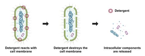 Readiuse™ Bacterial Cell Lysis Buffer 5x Aat Bioquest