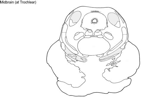 Midbrain At Trochlear Diagram Quizlet