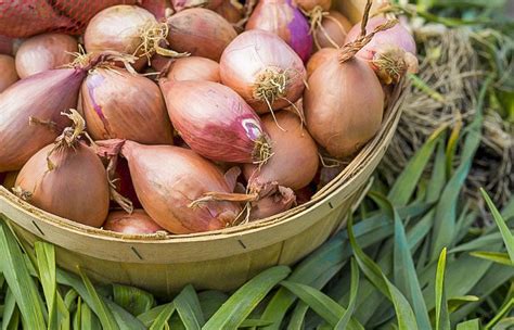 Експерти розповіли як підготувати цибулю сівок для посадки в ґрунт Читайте на Ukr Net