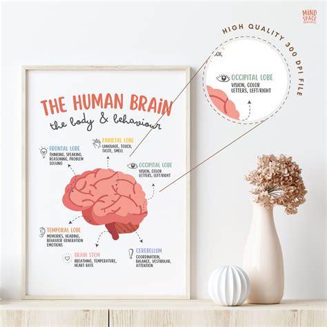 The Human Brain Poster Brain Anatomy Poster Psychology Etsy