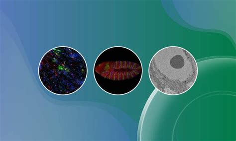 Bioimage Archive How To See Microscopy And Bioimaging Data European