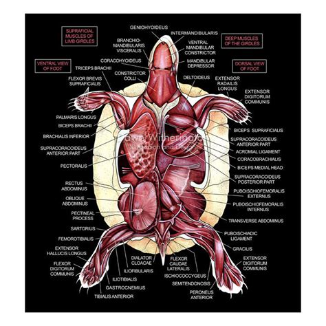 Slider Turtle Muscle Anatomy Drawnbydawn