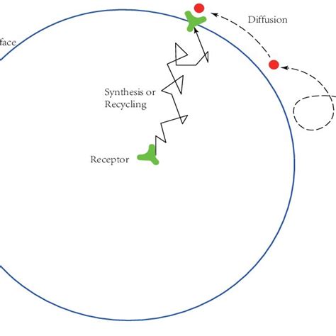Color Online The Illustration Of Receptor And Ligand Binding On Cell