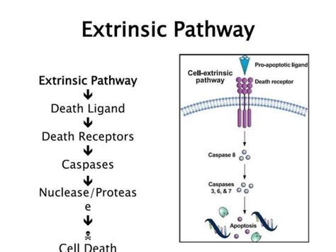 Apoptosis Ppt