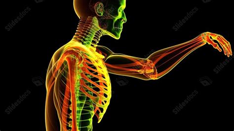 A Human Body With The Human Skeletal System Highlighted In Yellow Powerpoint Background For Free