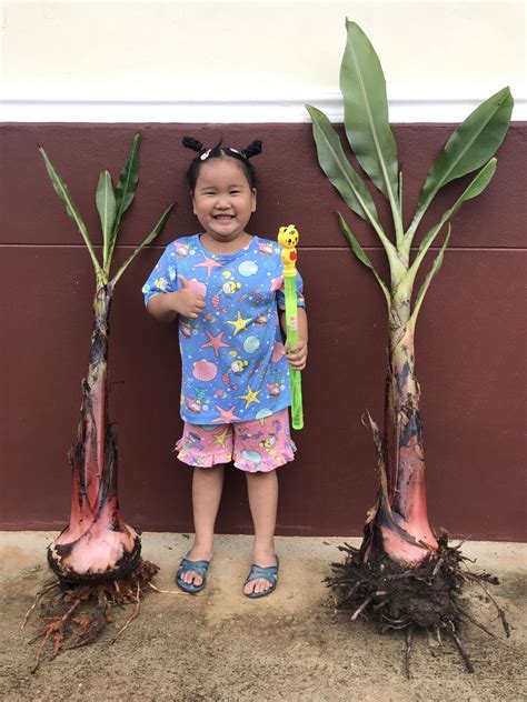 กล้วยมาฮอย หรือ กล้วยหอมเครือแฝด หน่อสวยๆ พร้อมเดินทาง 1 ต้น 2 ปลี 2 เครือสวยๆ แต่ 1 ต้น