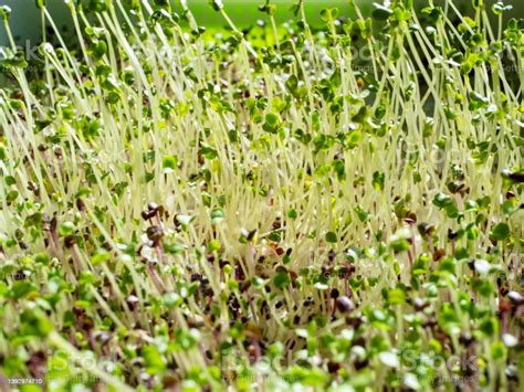 마이크로 그린을 재배하는 과정 중간 결과 녹지의 어린 싹 홈 가든 플라스틱 상자에 신선한 유기농 새싹 마이크로 그린 0명에 대한 스톡 사진 및 기타 이미지 Istock
