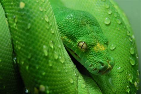 🔥 50 Green Tree Python Wallpapers Wallpapersafari